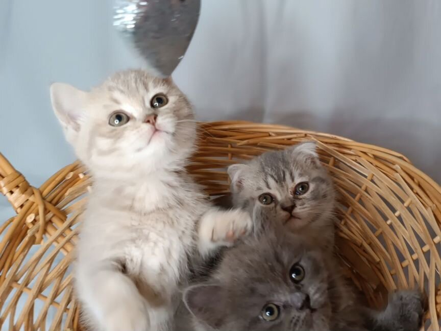 Шотландские котята