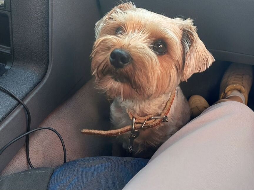 Бивер мальчик на вязку