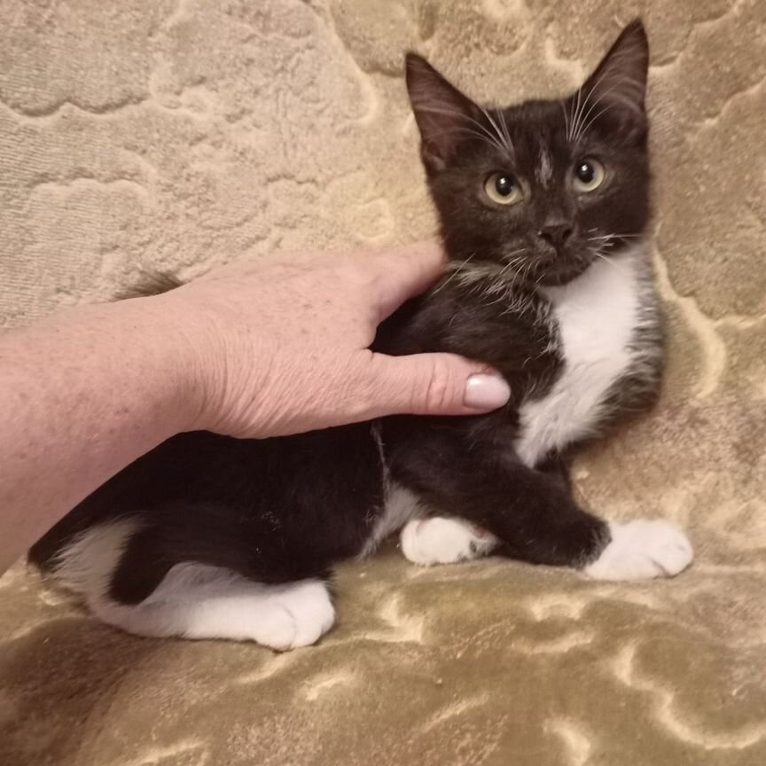 Котик в добрые ручки