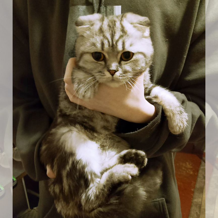 Котёнок Вислоухая кошечка