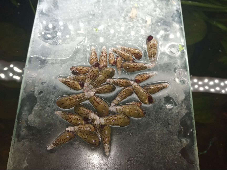 Улитки/гуппи оптом на корм