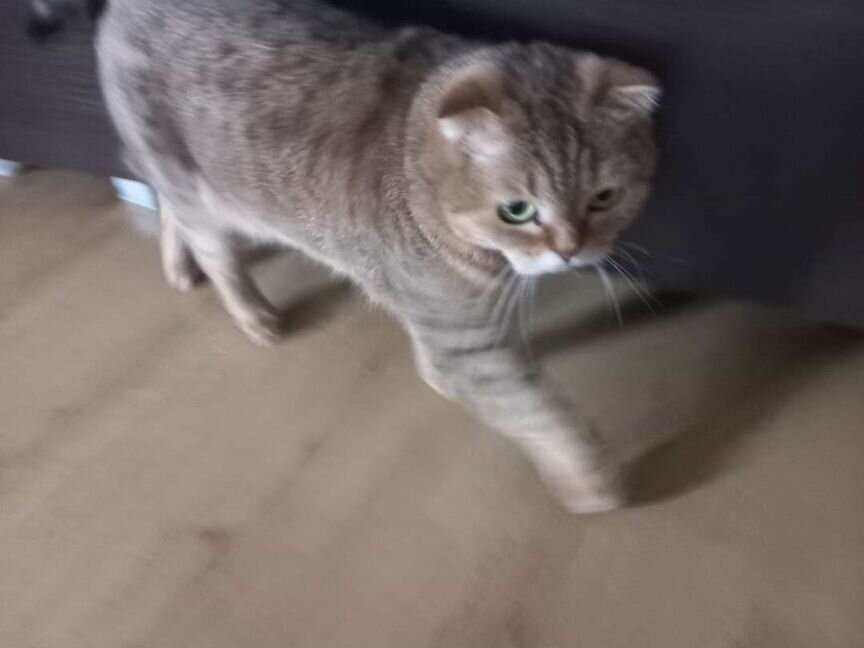 Шотландская кошка в дар