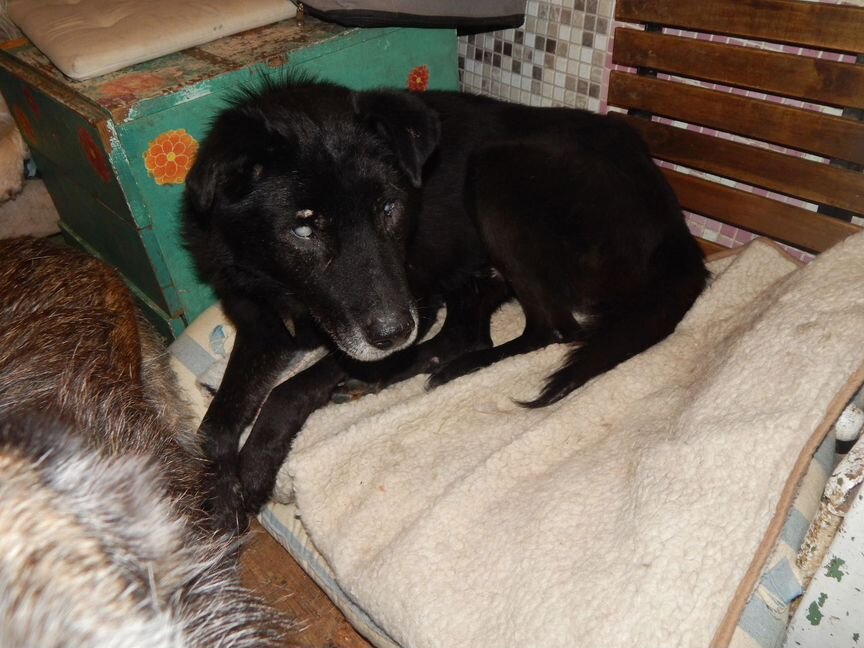 Слепому песику нужна передержка/дом