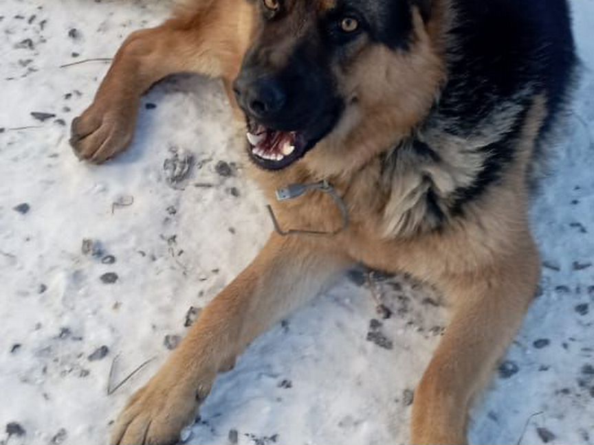 Немецкая овчарка