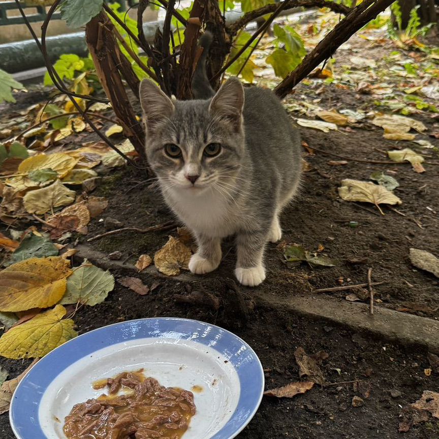Котенок в добрые руки