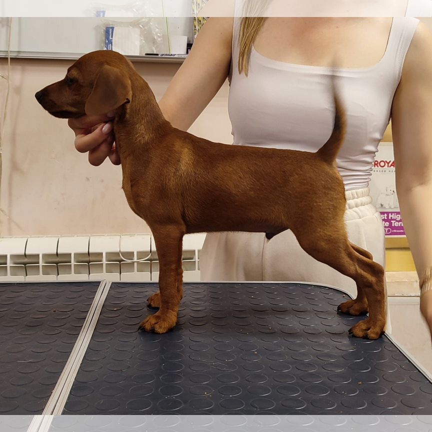 Цвергпинчер