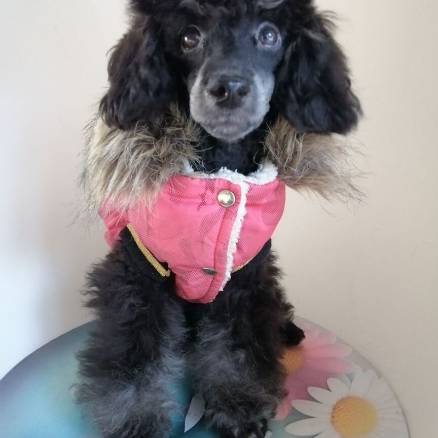 Миниатюрный пудель