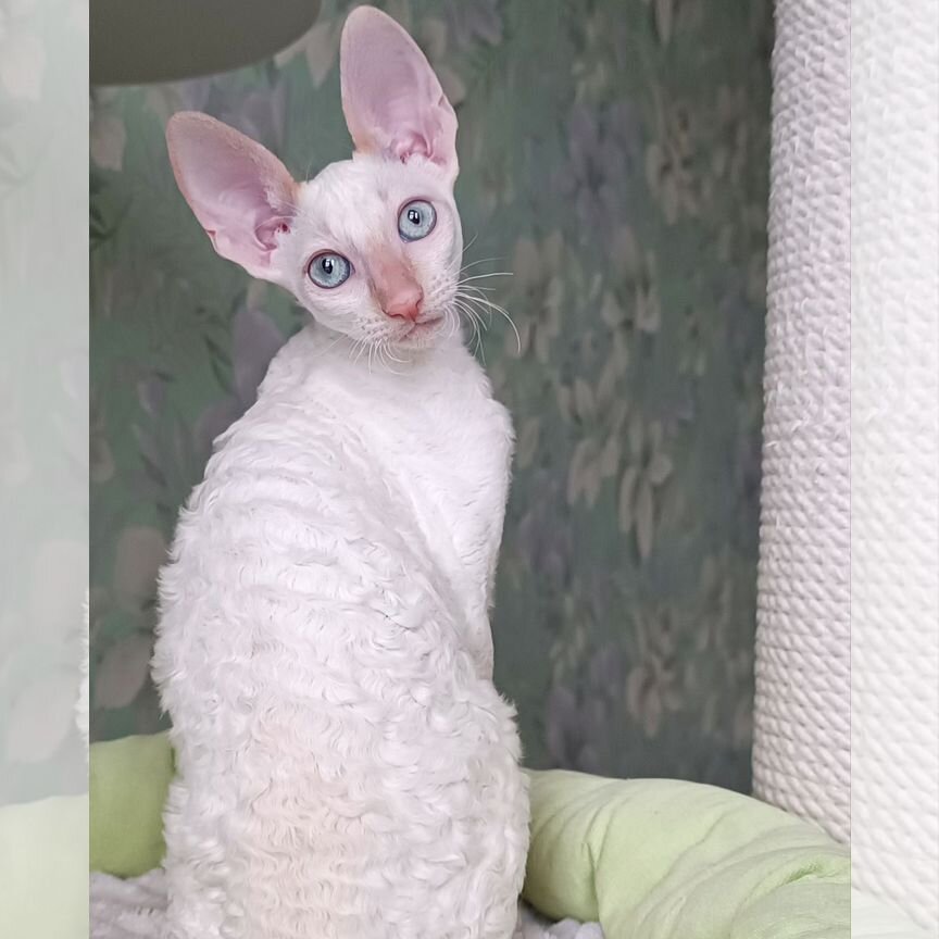 Корниш-рекс котёнок