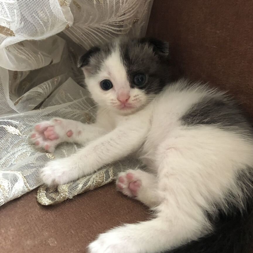 Скоттиш фолд шотландская вислоухая