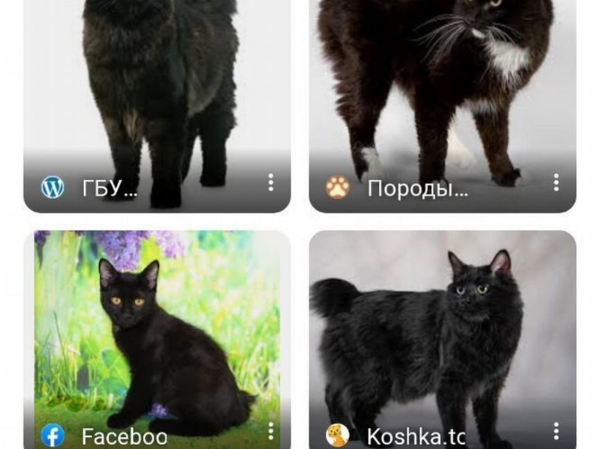 Отдам курильского бобтейла