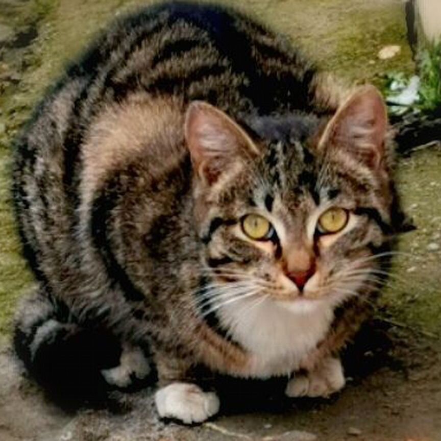 Котик Сыночек-Кузенька ищет дом