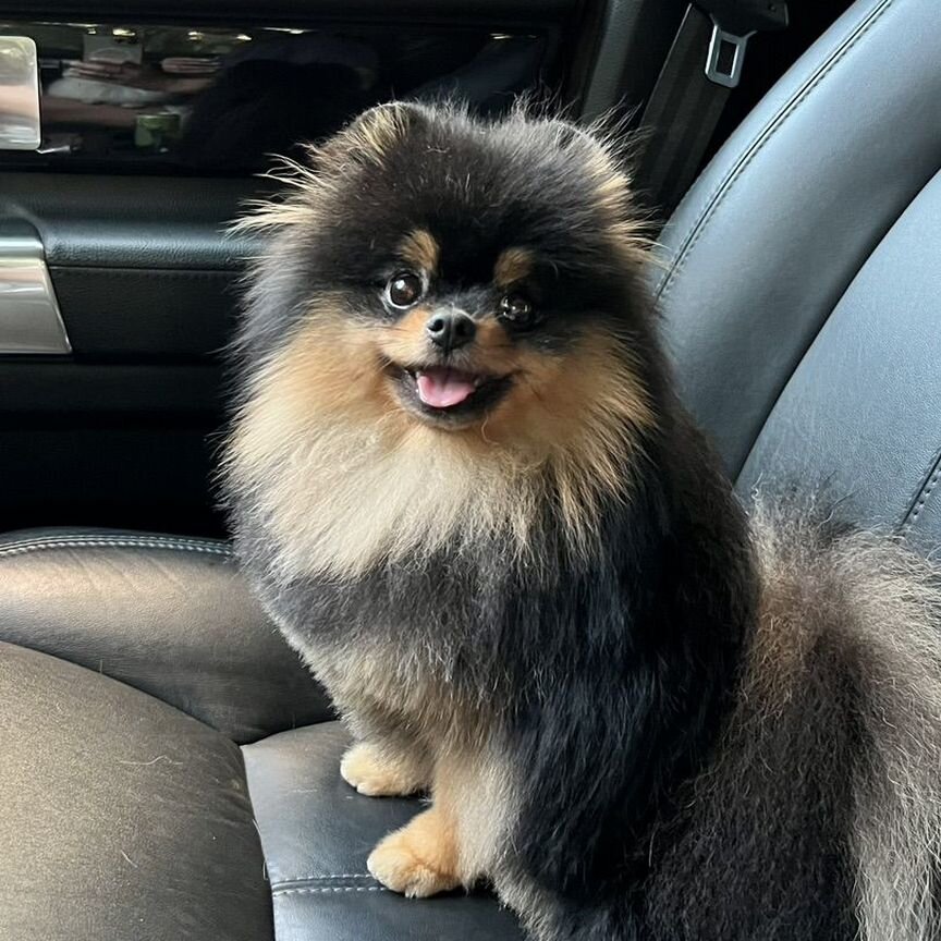 Шикарный шпиц