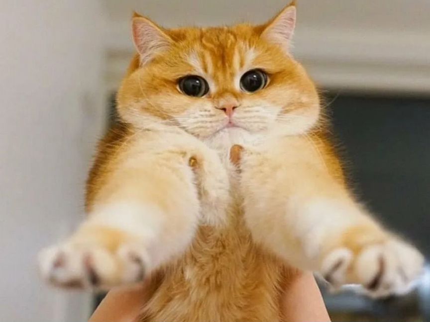 Шотландские шикарные золотые котята