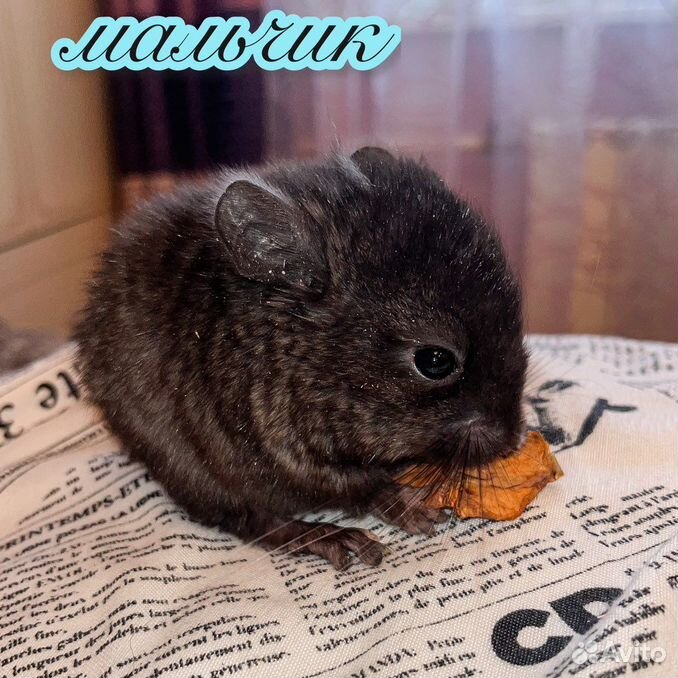 Продаем щенков шиншилл Ангоры