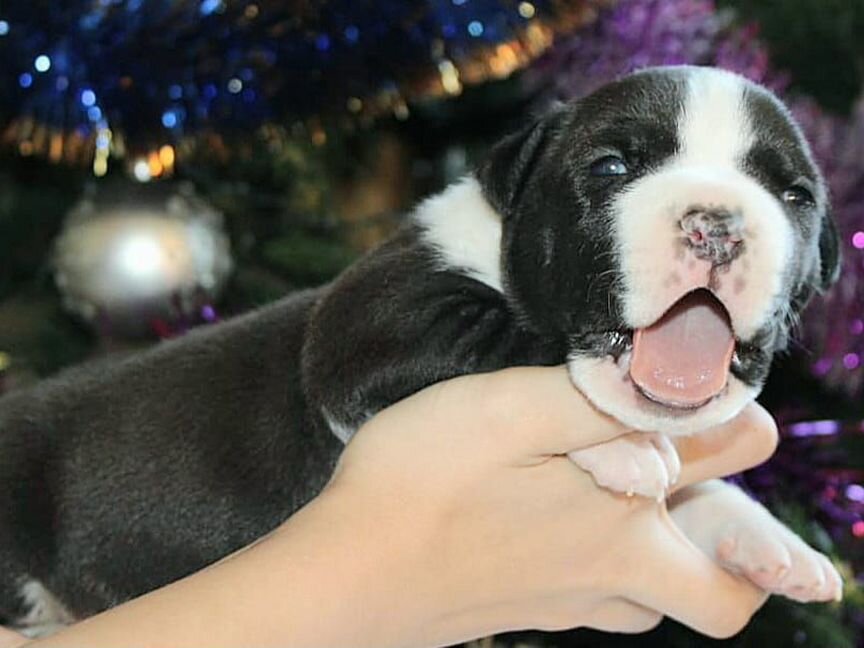 Малыши амстаффа