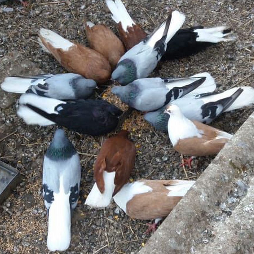 Благодарненские, Николаевские голуби