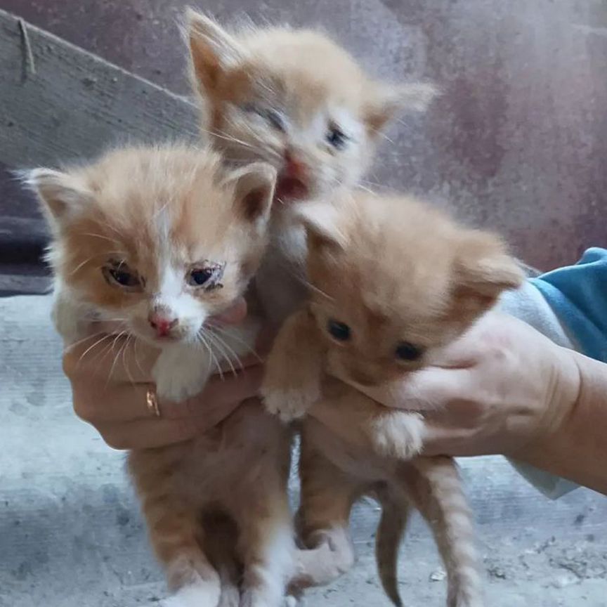 Котёнок в добрые руки