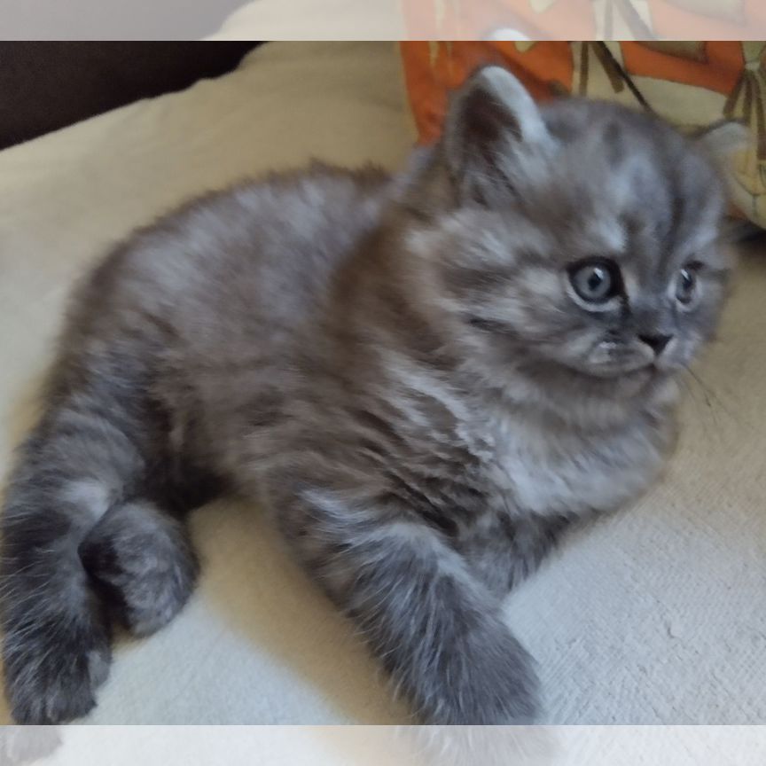 Кошка, котенок, кот, (Шотландский)