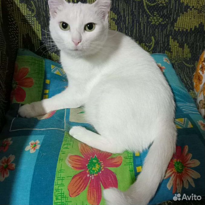 Айна ищет дом