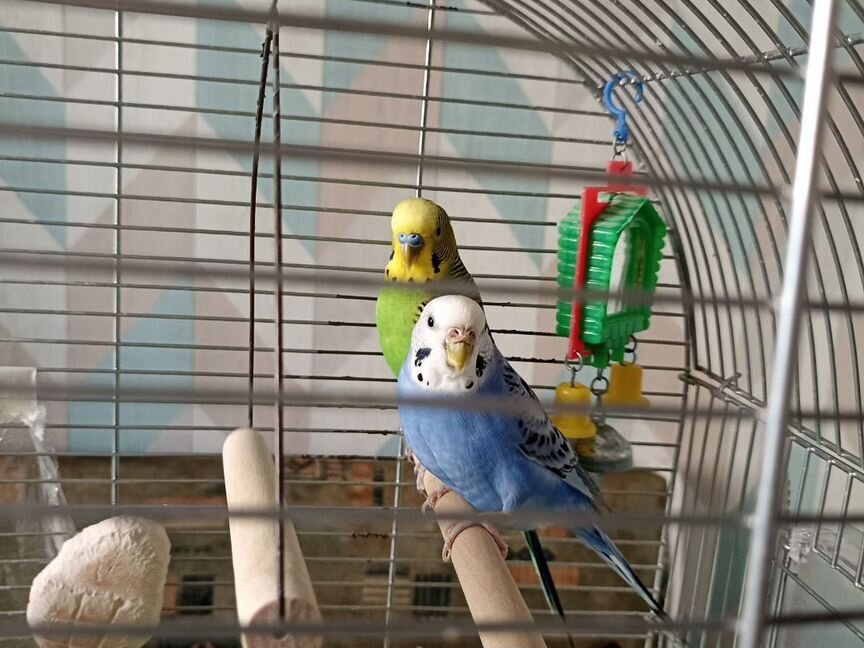 Продам волнистых попугаев