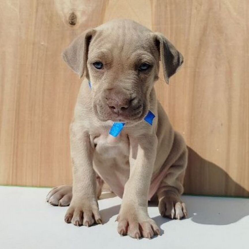 Щенки питбуля с документами