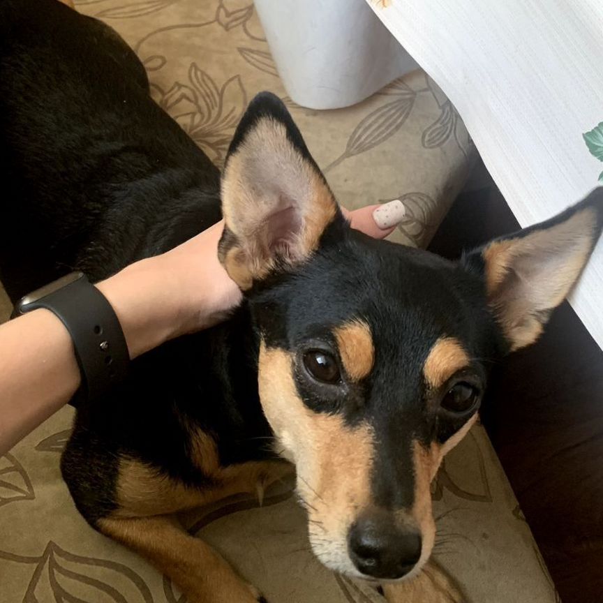 Метис пинчера