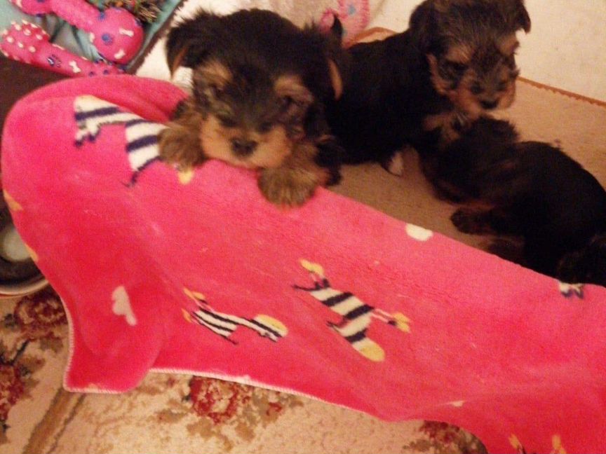 Йоркширский терьер щенки