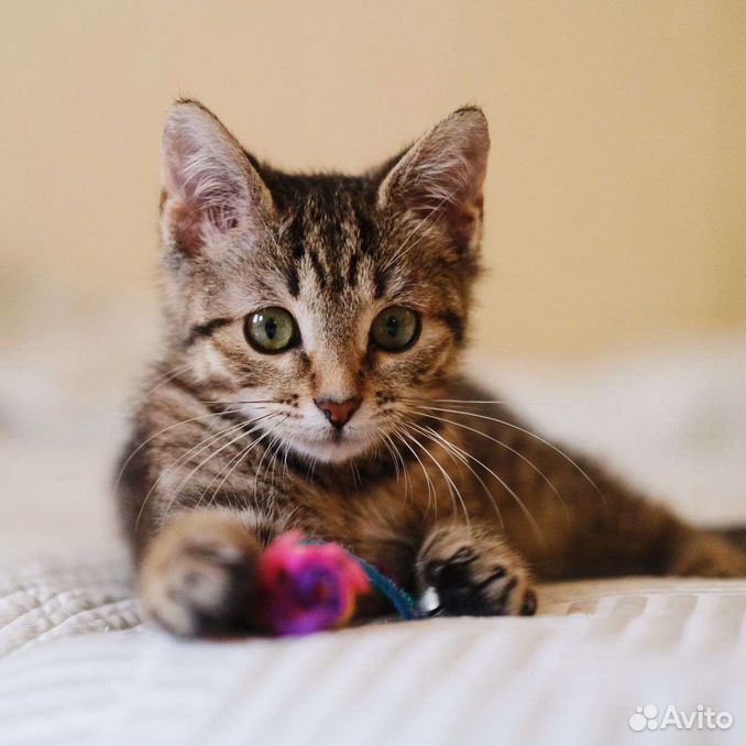Котёнок Шпротик в добрые руки