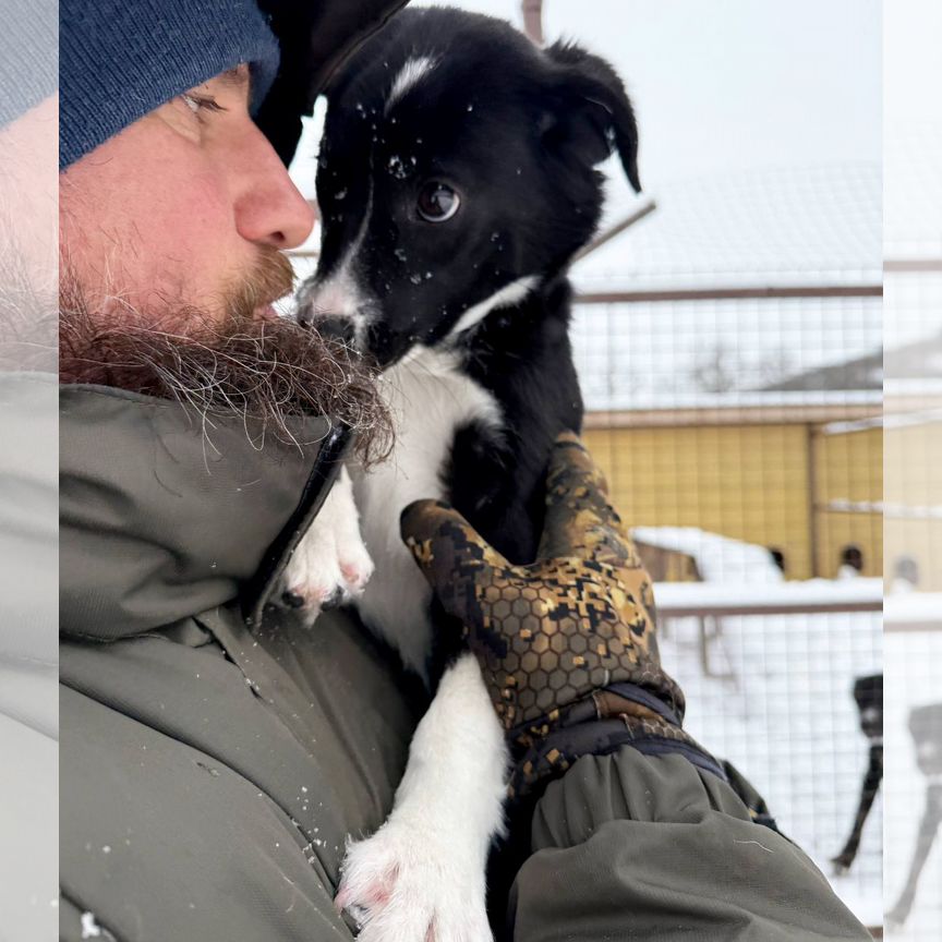 Щенок в добрые руки