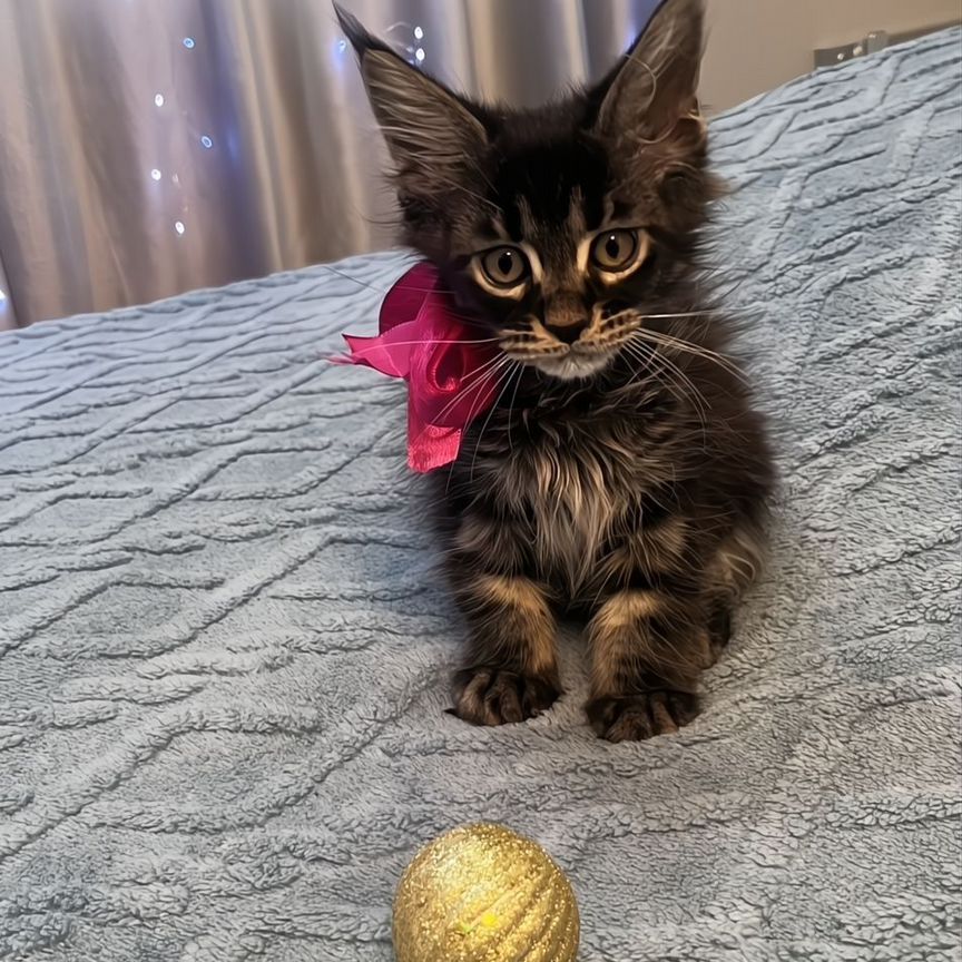 Мейн-кун котёнок