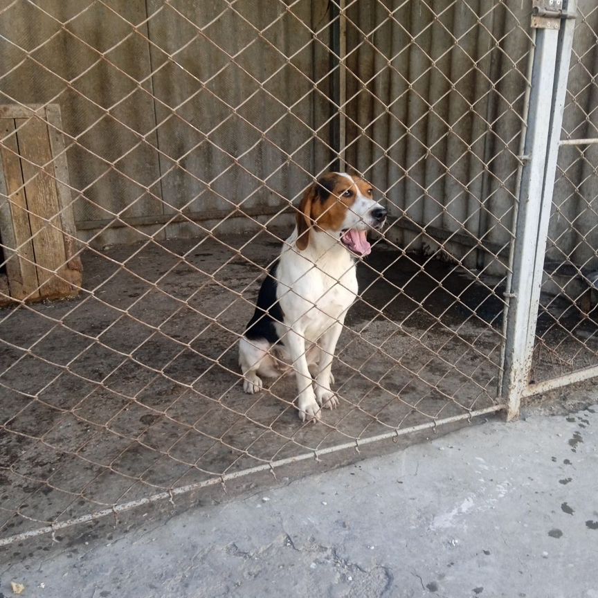 Эстонская гончая