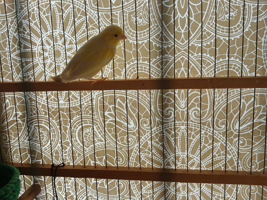 Продам канарейку девочка