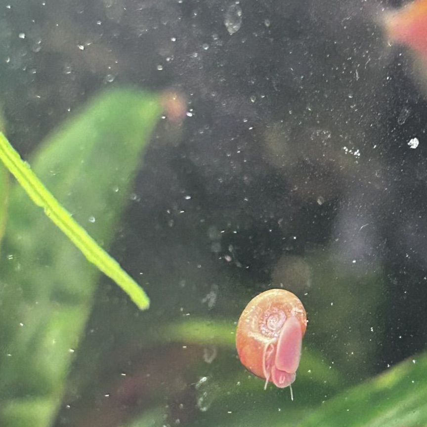 Катушка красная улитка