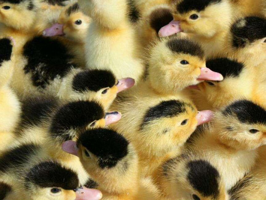 Утята муларды