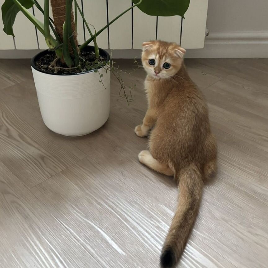 Шотландские котята золотая шиншилла