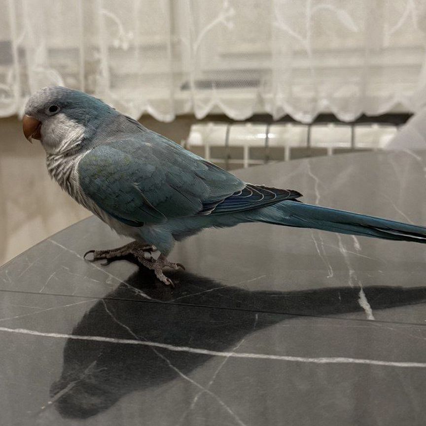 Попугай Монах выкормыш