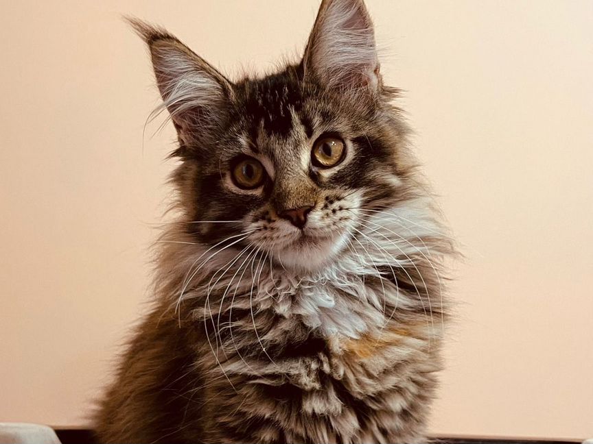 Королева - котенок мейн-кун Королевского качества