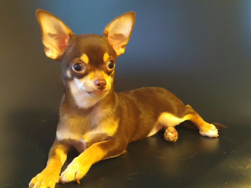 Чихуахуа мини мальчик