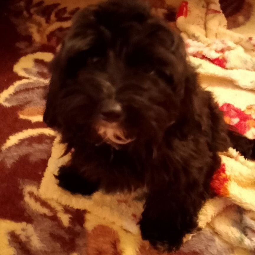 Мальтипу, щенок