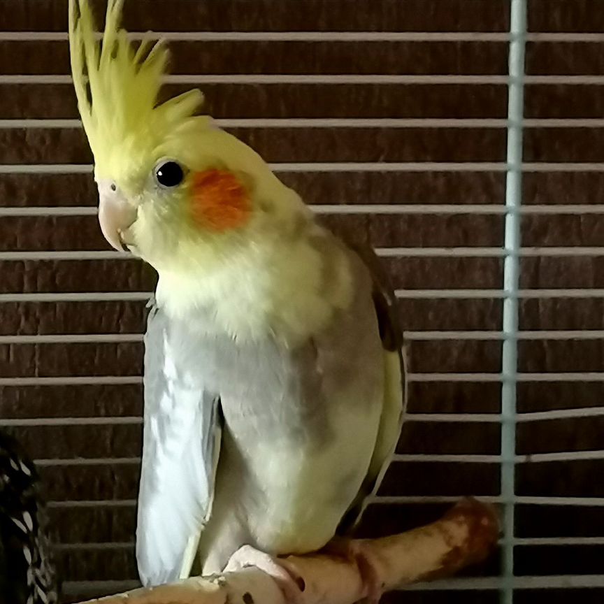 Попугай корелла птенец