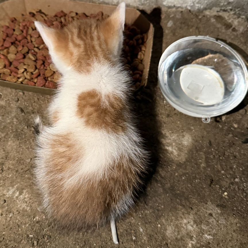 Котёнок в добрые руки