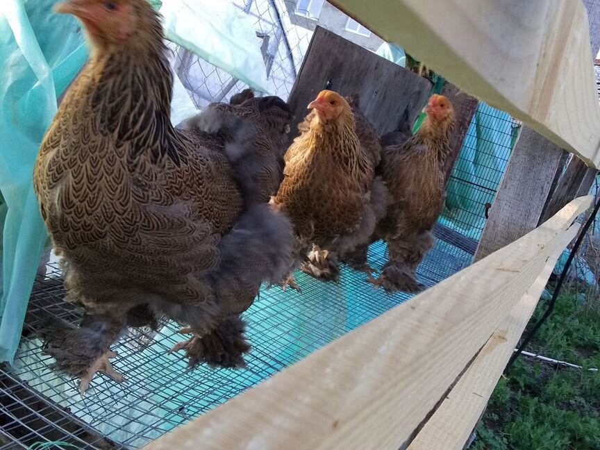 Брама цыплята куры молодки
