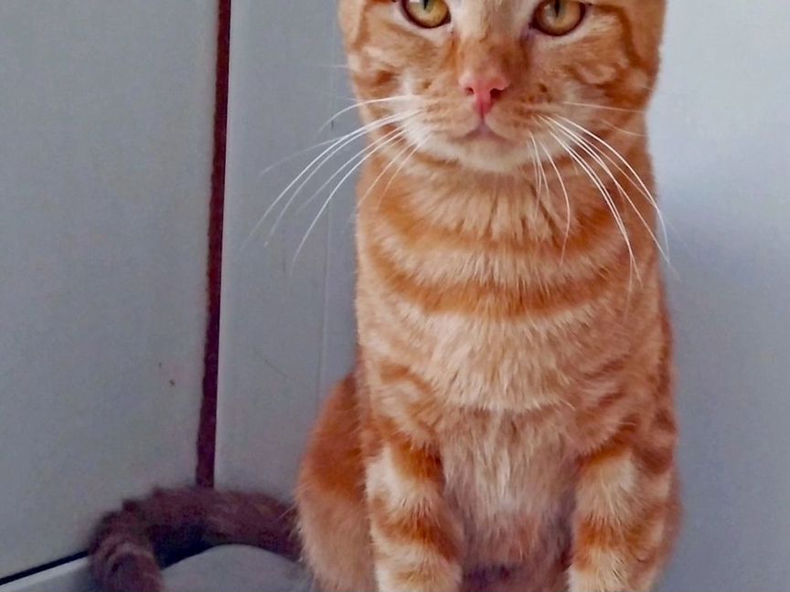 Рыжий красотун