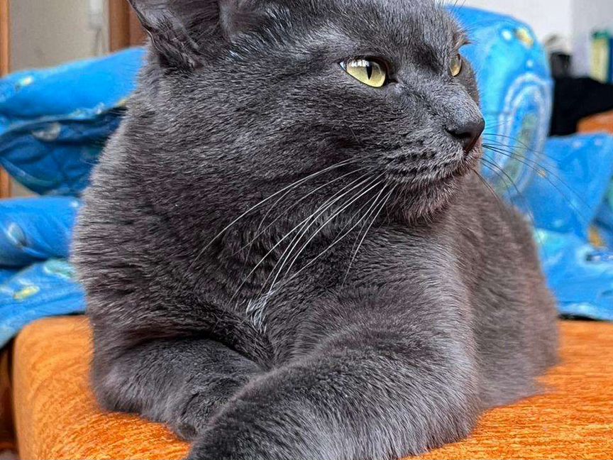 Русский голубой кот