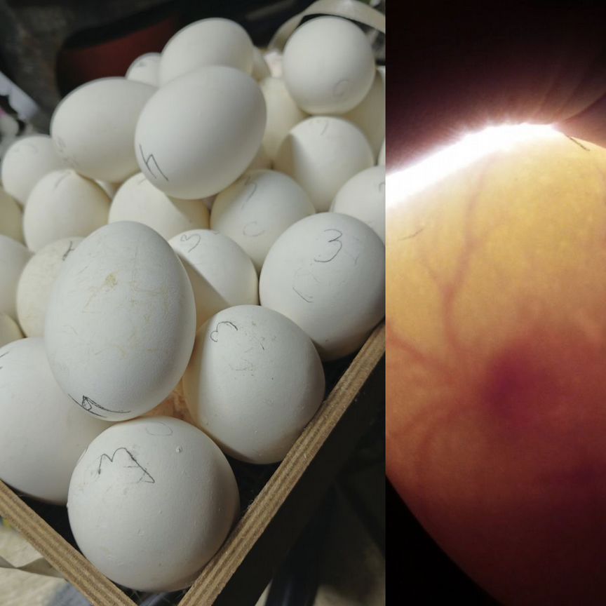 Инкубационное яйцо гусей