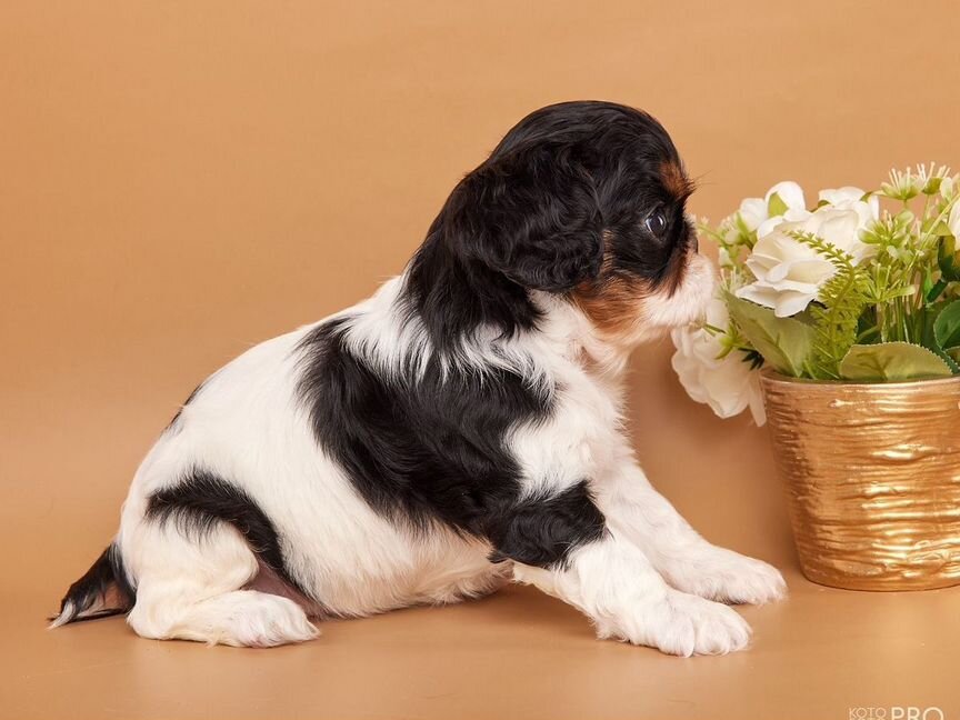 Щенки Кинг Чарльз спаниель (не Кавалер)