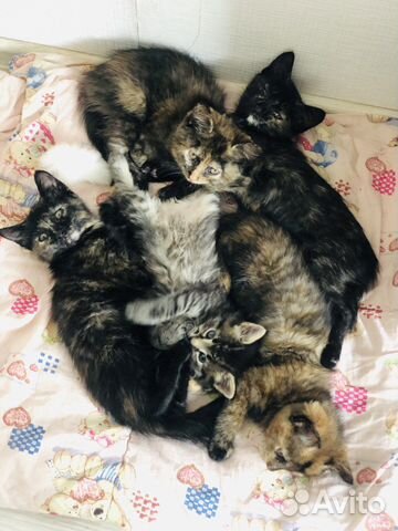 Котята в добрые руки