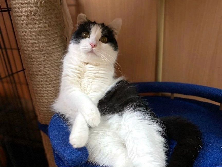 Котик Берлиозе в добрые руки