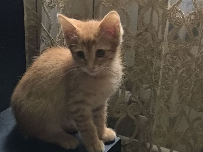 Рыжий котенок мальчик