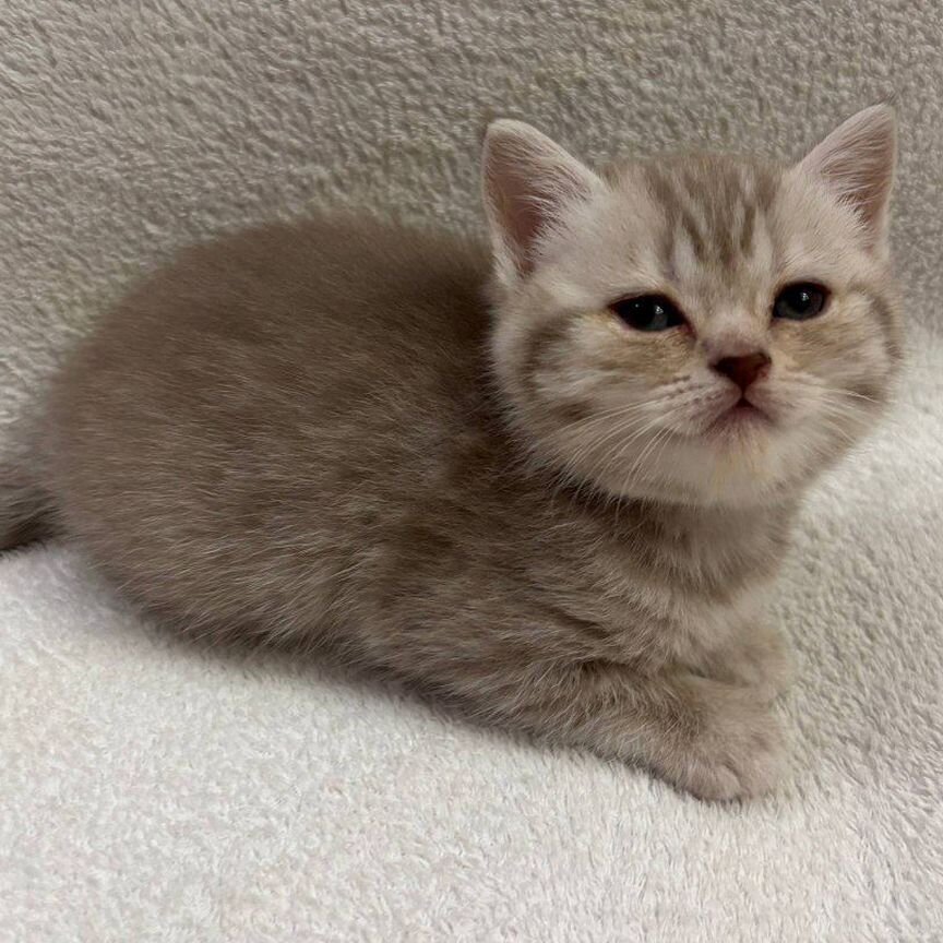 Шотландский прямоухий короткошёрстный котёнок